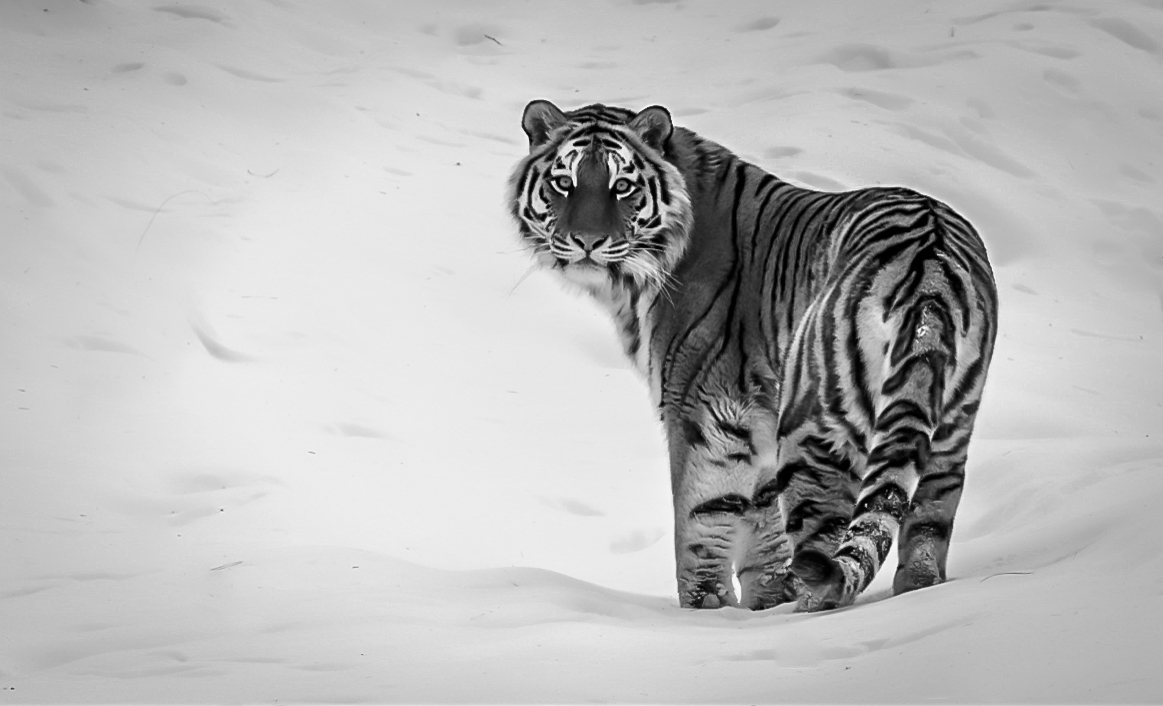 Portfolio - Robin Smith